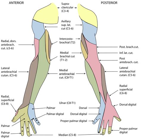 Median Nerve Dermatome Distribution Dermatomes Chart And Map