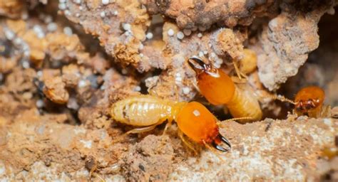 Termite Identification C Shine Pakistan