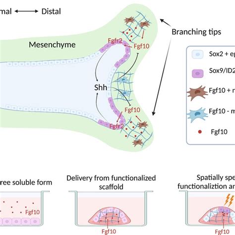 Recapitulating The Lung Cell Ecm Interaction In Vitro A Cell Ecm Download Scientific Diagram