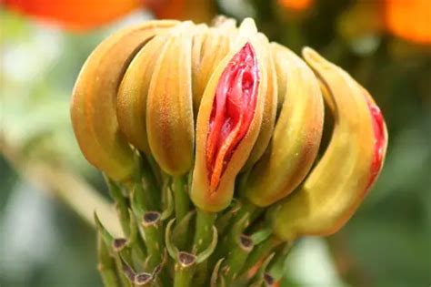 7 Flowers That Look Like Vaginas Plants That Look Like Vagina