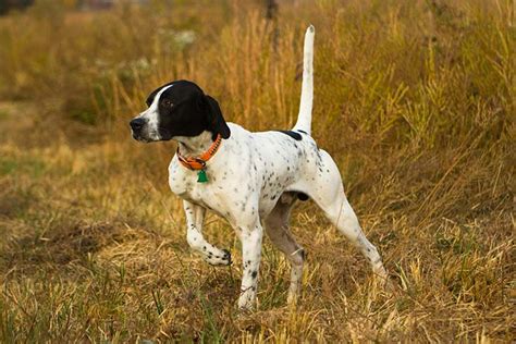 Pointer Dog Breed Information