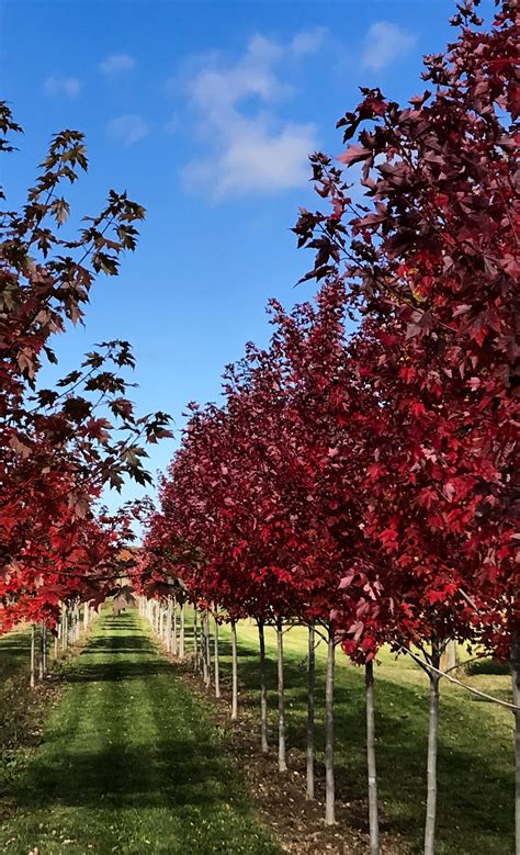 Redpointe Maple Clearview Nursery Redpointe Maple Is A Very Desirable