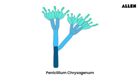 Penicillium Chrysogenum Diagram Penicillium Chrysogenum