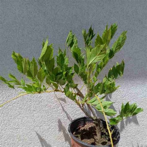 Plava Kiša Prodaja Sadnica