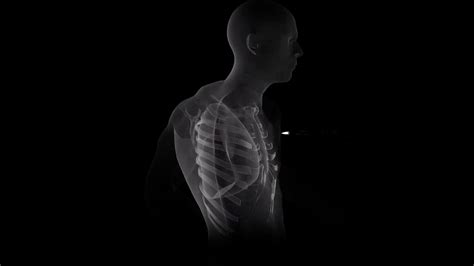What Does An Ar 15 Do To A Human Body A Visual Examination Of The