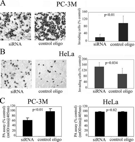 Ptb Knockdown Differentially Affects The Invasive Capacity Of Cancer Download Scientific