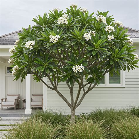 Buy Now Singapore White Frangipani Plumeria Obtusa Nursery Near Me