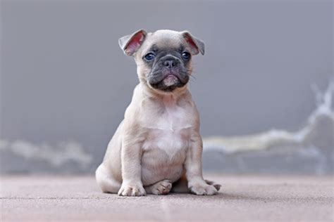 The Ultimate Frenchie Ear Guide Types Problems And Care