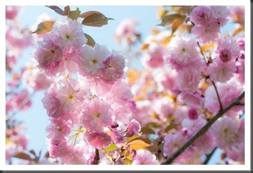 Bubbas Garage Spring Flowers At Hershey Gardens