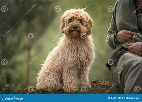 Six Month Old Cavapoo Puppy Dog Sitting With His Obscured Owner Stock