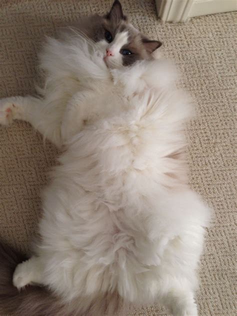 Рэгдолл кошка на руках картинки и фото Koshka Top