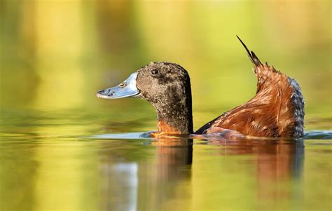 Pato Rana Oxyura Vittata Aquatic Birds Duck Waterfowl
