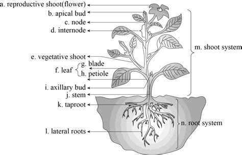 Flowering Plant With Roots
