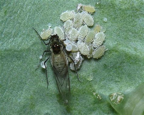 Brevicoryne Brassicae Alchetron The Free Social Encyclopedia