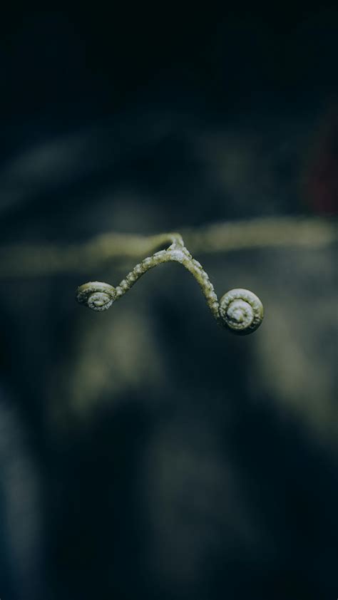 Budding Pokies Photos Download The Best Free Budding Pokies Stock