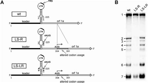 Mutagenesis Of The Lower Part Of The Eav Lth Stem A Schematic