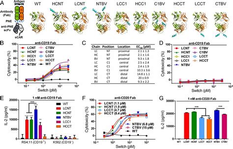 Switch Mediated Activation And Retargeting Of Car T Cells For B Cell Malignancies Pnas
