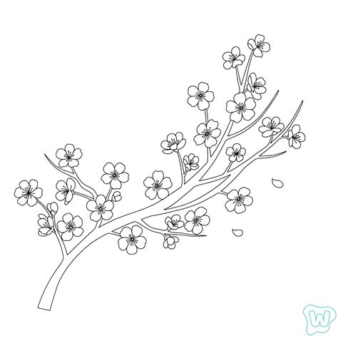35 Cherry Blossom Coloring Pages Printable Pdf