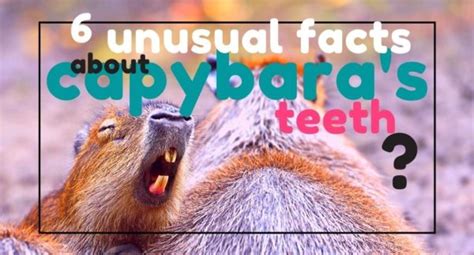 8 Unusual Facts About Capybara Teeth Untamedanimals