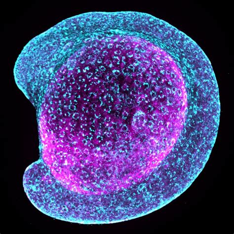 Fluorescencefriday Mbl Yokogawalifescience Innovation Embryology