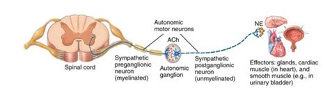 The Autonomic Nervous System Flashcards Quizlet
