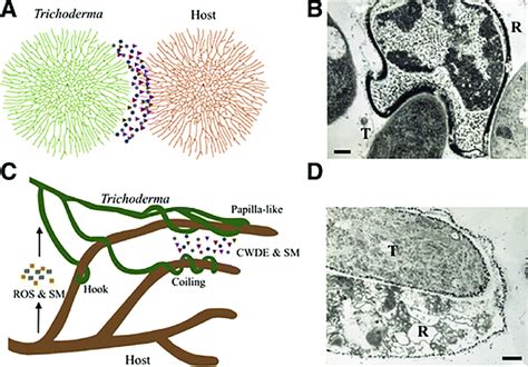 Mycoparasitism By Trichoderma A Interaction Between Colonies Of
