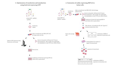 The Schematic Diagram For The Flow Of The Experiment Download Scientific Diagram