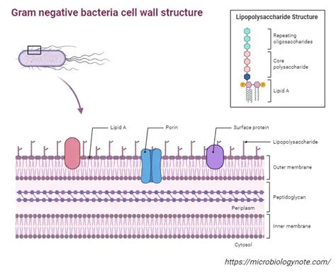 Eubacteria Examples Eubacteria
