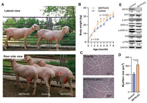 Efficient And Specific Generation Of Mstn Edited Hu Sheep Using C Crispr