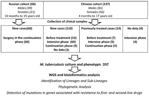 Flowchart Of The Study Of Russian And Chinese Pediatric M Tuberculosis