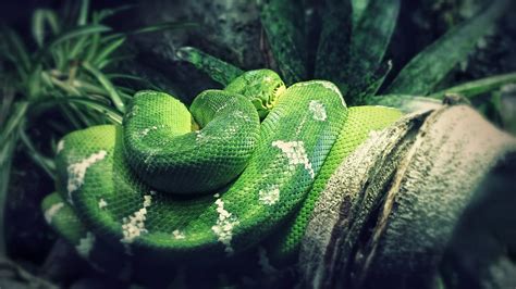 Python Theme For Windows And