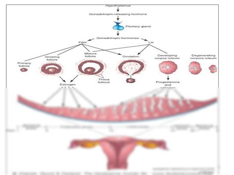 Solution Female Reproductive Cycle 2 Studypool