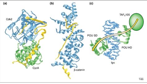 Figure 1 From Intrinsically Unstructured Proteins Semantic Scholar