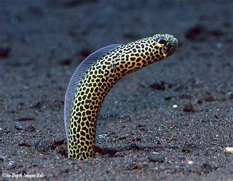 Heteroconger Taylori Bali Indonesia