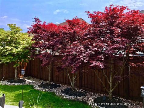 Buy Acer Palmatum Fireglow Japanese Maple — Mr Maple │ Buy Japanese
