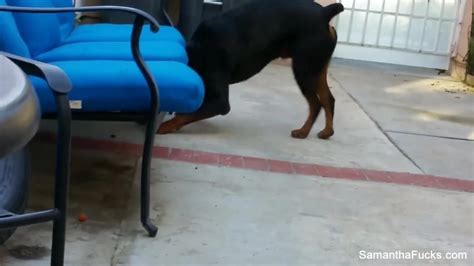 Samantha Saint Tease Photo Shoot Pornstar Porn By Nadia White Xhamster