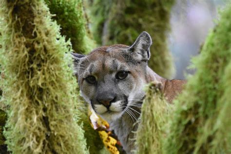 Native American Tribes Wild Cat Conservation Groups Use Tech To Help