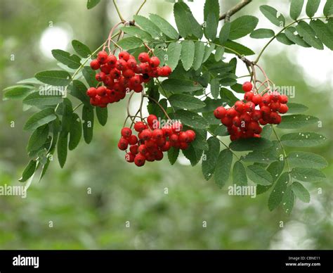 European Rowan European Mountain Ash Sorbus Aucuparia Eberesche