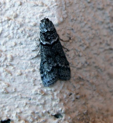 Haleakala Flightless Moth Mark Shepherd Journal