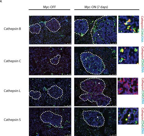 Human Cathepsin S Antibody Af1183 Randd Systems