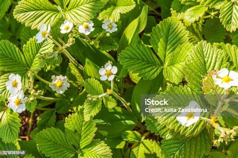 딸기의 산업 재배 봄 이나 여름 정원 침대에 꽃 딸기의 부시 농장에서 열매의 자연 성장 에코 건강 유기농 식품 원예 컨셉 배경 건강한 식생활에 대한 스톡 사진 및 기타