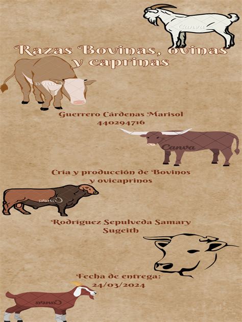 Razas Bovinas Ovinas Y Caprinas Pdf Vacas Carne