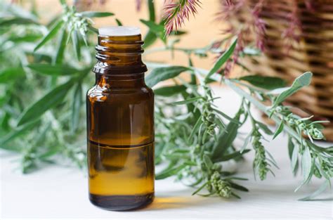 Mugwort Tea Benefits Side Effects Taste Dosage And More