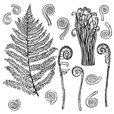 770 Bracken Stock Illustrations Royalty Free Vector Graphics And Clip