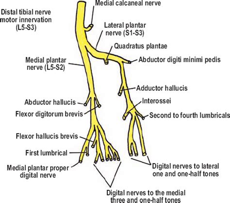 Tibial Nerve Motor Function Infoupdate Org