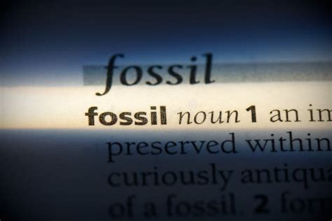 Fossil Stock Image Image Of Book Idea Isolated Vocabulary 161577473