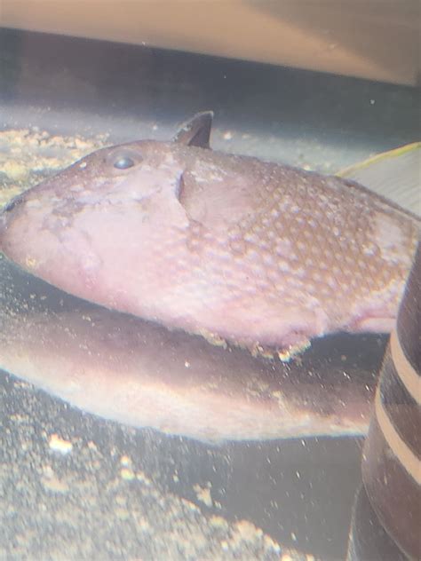 Dying Triggerfish What Is This Reef2reef