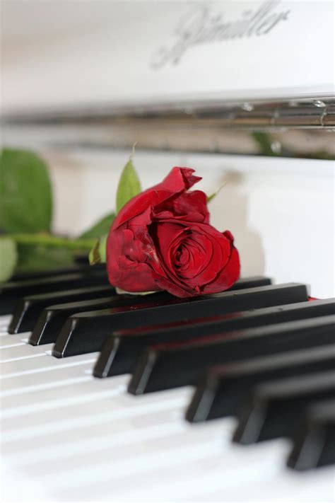 Dramakorea 장미 색깔의 비밀 한국 문화에서 이 꽃이 말하는 것은 장미는 다양한 문화에서 사랑과 아름다움의 상징으로 여겨져 왔으며 한국도 예외는 아닙니다