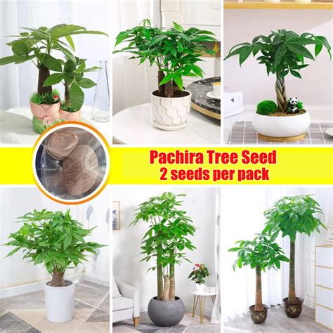 2 Seeds Pack Fresh Pachira Money Tree Seeds For Planting Flowers
