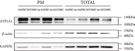 Extraction Of Mesenchymal Stem Cell Membrane A Tem Image Of